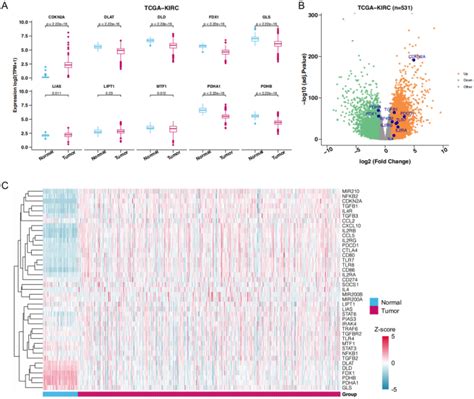 通过体外实验探索透明细胞肾细胞癌铜凋亡相关改变的预后意义 Scientific Reports X Mol