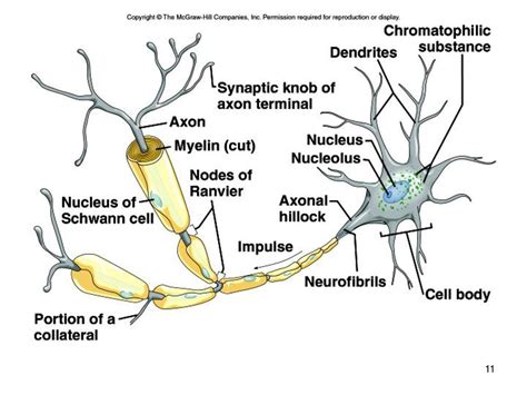 Nervous System Ppt Download
