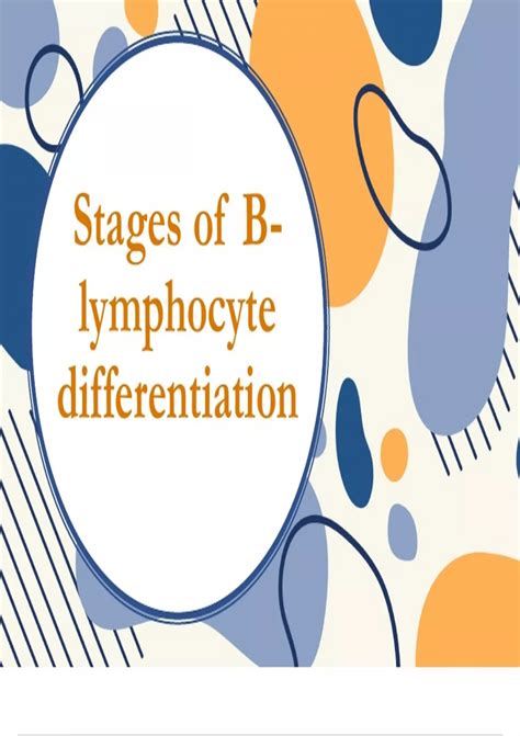 Stages Of B Lymphocyte Differentiation Genetics Stuvia Us