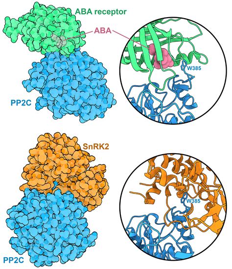 Pdb 101 Molecule Of The Month Abscisic Acid Receptor
