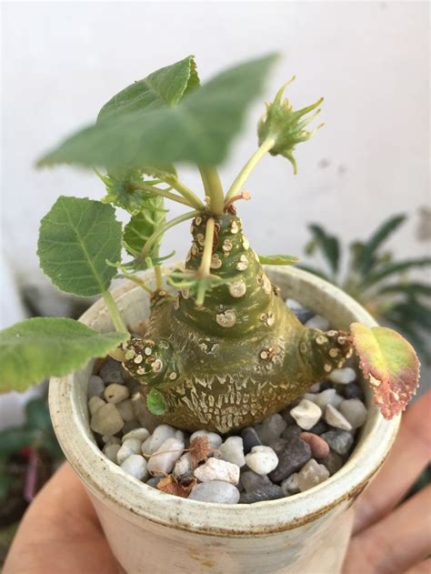 Ghim Của Fattiger Bigbeer Trên Succulents Caudiciform ~ Caudex Plant