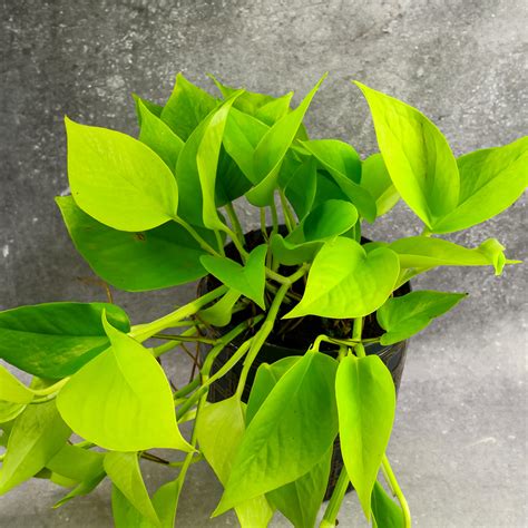 Epipremnum Golden Pothos Xl Mikroklimat