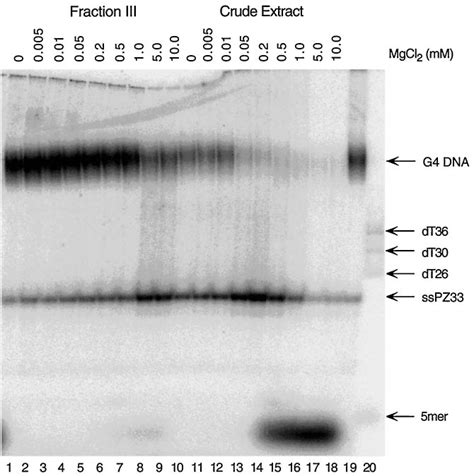 The Effect Of Mgcl 2 On Resolvase Activity Resolvase Reactions 30 L Download Scientific