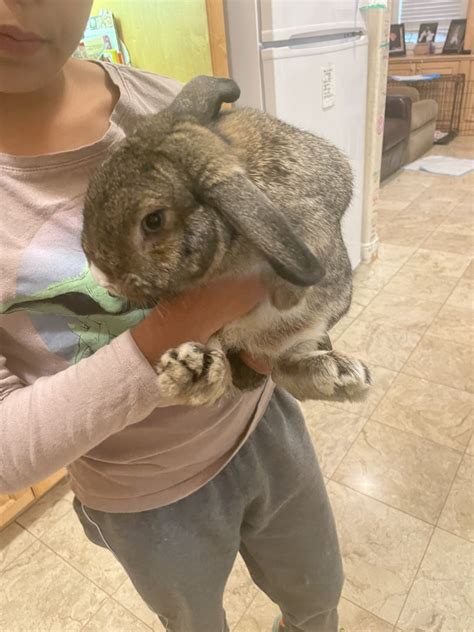 american fuzzy lop for sale in san diego county 1