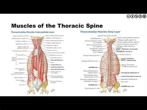 Thoracic Vertebrae Muscles