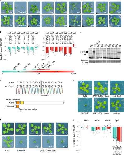 Characteristics Of Seven Identified EMS Mutants And Validation Of The Download Scientific