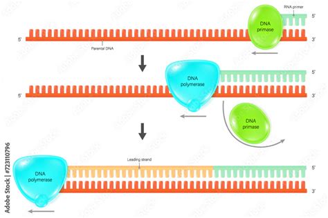 Dna Primase The Synthesis Of Rna Primer Used As Primers For Dna