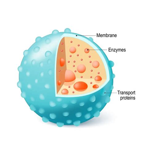 Lysosome Quickbytes Education Cell Biology