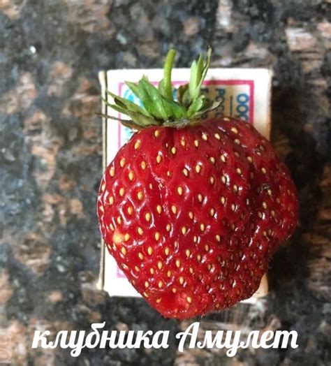 Где купить саженцы клубники Амулет в Уфе - 1 адрес