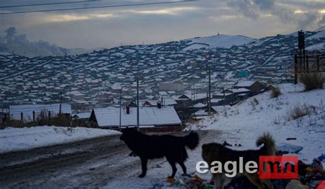 ГССҮТ Хүүхэд нохойд хазуулах тохиолдол нэмэгдэж байна