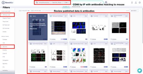 Cd86 Immunofluorescence In Formalin Fixed Paraffin Embedded Mouse Heart Researchgate