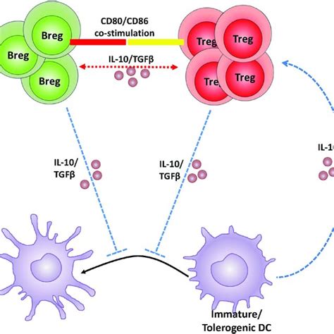 Schematic Illustration Of The Hypothetical Feedback Loop Between Download Scientific Diagram