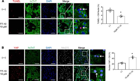 Tt 10 Enhanced Survival And Nuclear Yap Levels In Cultured Hipsc Cms
