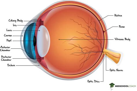 Structure Of The Eye MCAT Psychology MedbabeCoach