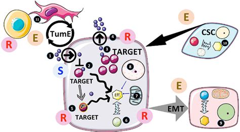 Actors And Factors Implicated In Cancer Resistance To Treatments 1