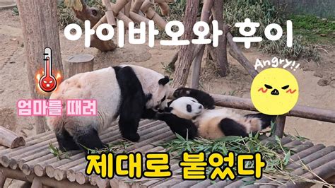 퇴근전엄마와 딸 서로 물고 한바탕 난리 누가 먼저 시비 붙였나 루이는 끼어들지 않아 Youtube