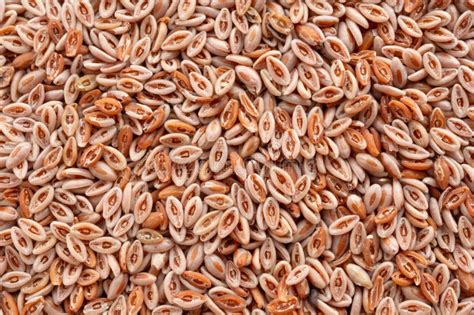 Plantago Ovata Seeds Isolated Psyllium Husk Isabgol Ispaghula Stock