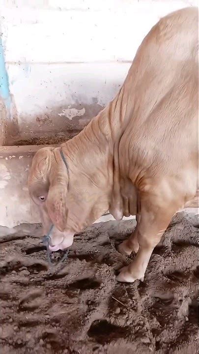 Laal Ankhon Ka Laal Nukhra Aladdin Cattle Farm Shorts Ramzanis