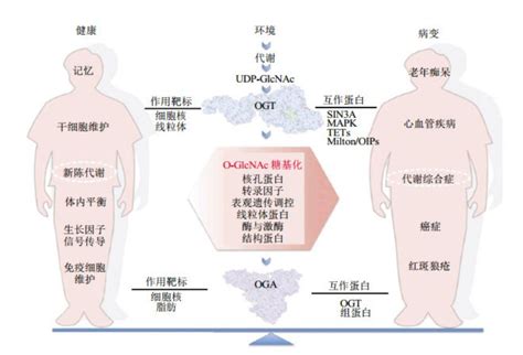 种康院士团队揭示植物糖基化修饰调控开花新机制 Glcnac