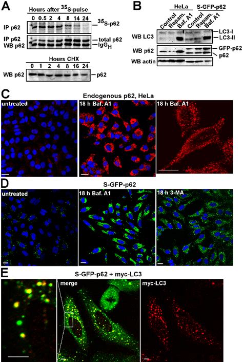 Immunoglobulin Lambda Chains Semantic Scholar