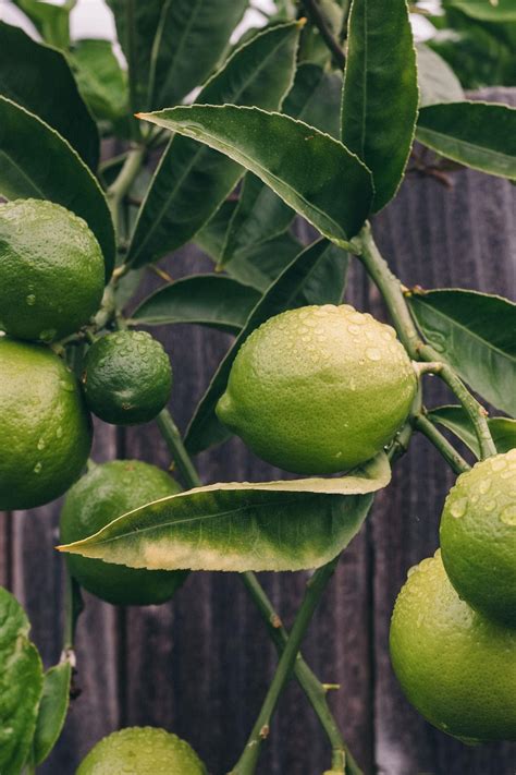 Oase Somersmark Klerksdorp