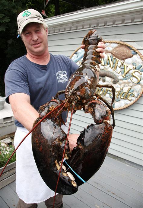 George The Giant Lobster