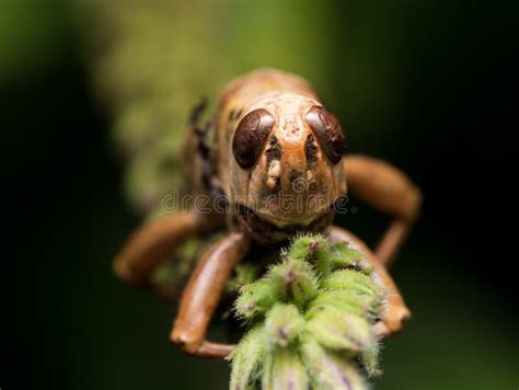 Dead Grasshopper Clinging To Green Grass Stock Image Image Of