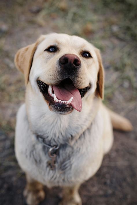 Happy Dog Wallpapers Wallpaper Cave