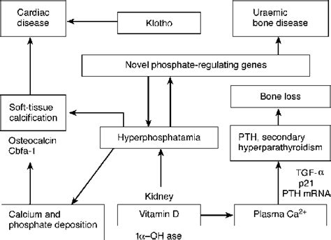 Figure 1 From Molecular Targets Of Hyperphosphataemia In Chronic Renal