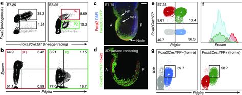 Foxa2 Expression Marks A Transient Progenitor Population During Download Scientific Diagram