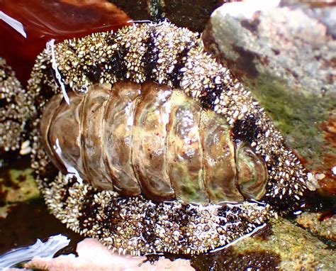Liolophura Gaimardi From Hastings Point Nsw 2489 Australia On July 12 2023 At 10 53 Am By