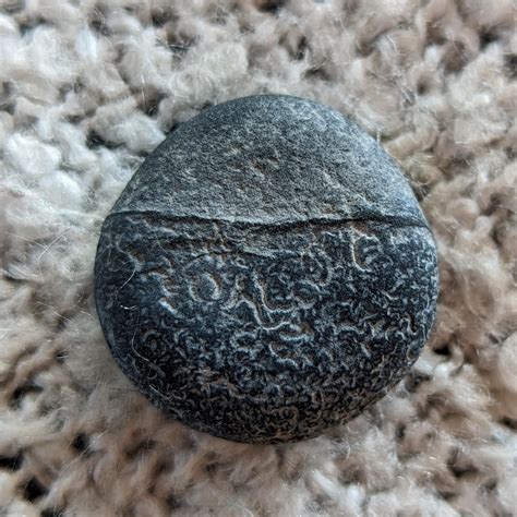 Fossils Found In Mid Missouri Can Anyone Tell Me What They Are R Fossils