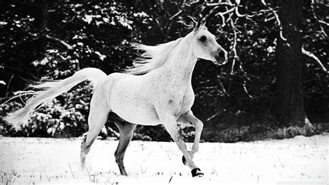 Lasha Glonti ჩამოთოვა 2010 Youtube