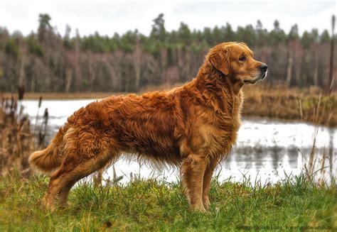 Field Golden Retriever
