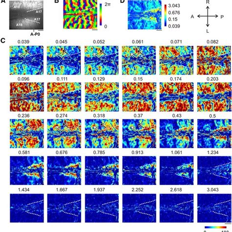 Organization Of The Spatial Frequency Map In A18 Same As In Figure 6 Download Scientific