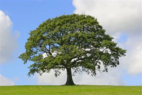 Oak Tree Symbol Of Strength Stock Photo Image Of Environment Empty 1899784