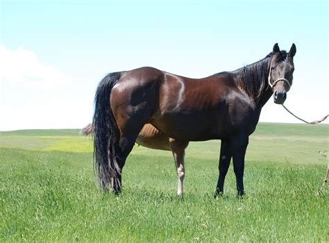 Lazy JS Ranch Smart Jessie Tivio