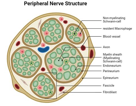 Peripheral Nerve Structure Biorender Science Templates
