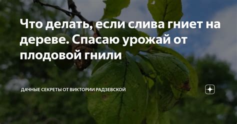 Что делать если слива гниет на дереве Спасаю урожай от плодовой гнили Виктория Радзевская