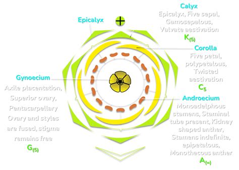 Floral Formula Of Hibiscus Taxonomic Classification And General