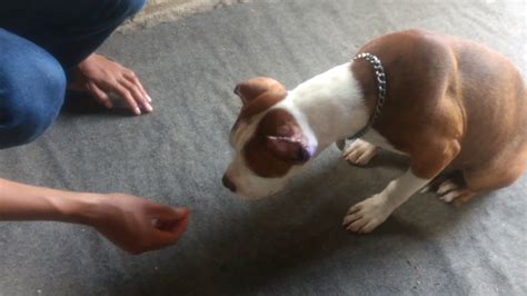 Entrenamiento Pitbull Red Nose De 5 Meses Youtube