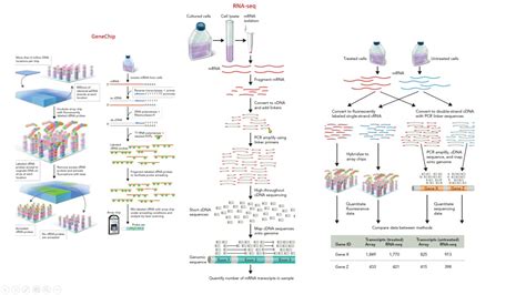 Dna Chip Array Rnaseq Transcriptoma Biología Molecular Biology Youtube