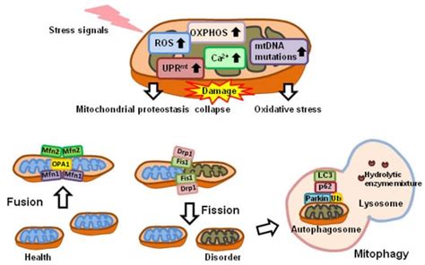 Mitochondrial Dysfunction As An Underlying Cause Of Skeletal Muscle