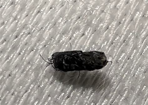 Tiny Black Specks On Bedsheet They Seem To Be Hairy Seem To Be Like