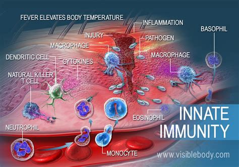 Passive Definition Acquired Immunity At Kenneth Kane Blog