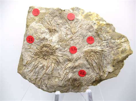 Gilmore City Echinoid 22 Fossils For Sale