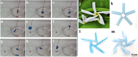 Acs Ami 图案化铝 聚二甲基硅氧烷复合膜用于可编程的多稳态溶剂驱动型柔性致动器 X Mol资讯