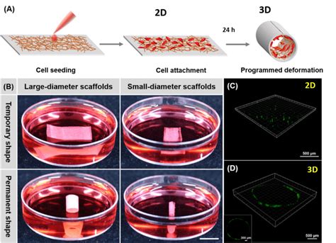 Programmed Shape Morphing Scaffolds Enabling Facile 3d