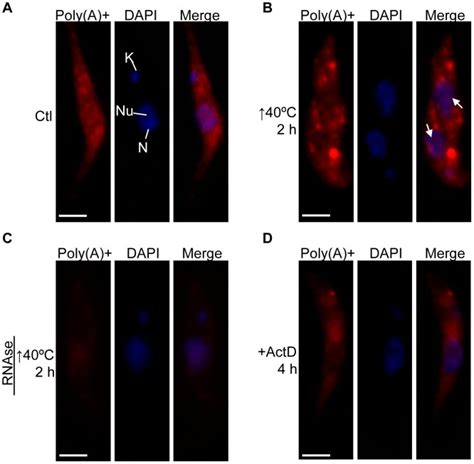 poly a rna subcellular localization in t brucei procyclic forms a