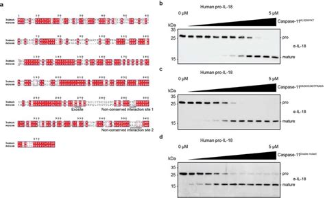 mutagenesis of murine caspase 11 based on structural and sequence